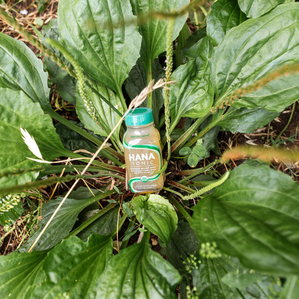 Road to Hana Tips: Your Guide to the Hana Highway - Hana Tonic